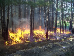 Prescribed Fire: Tips and Resources for Your First Controlled Burn