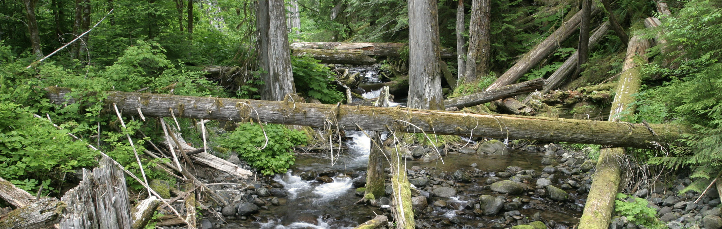 Emergency Forest Restoration Program