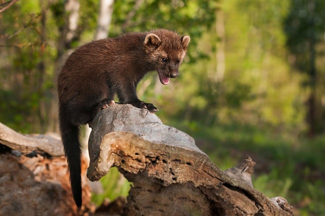 Encourage Biodiversity in Your Woodlands