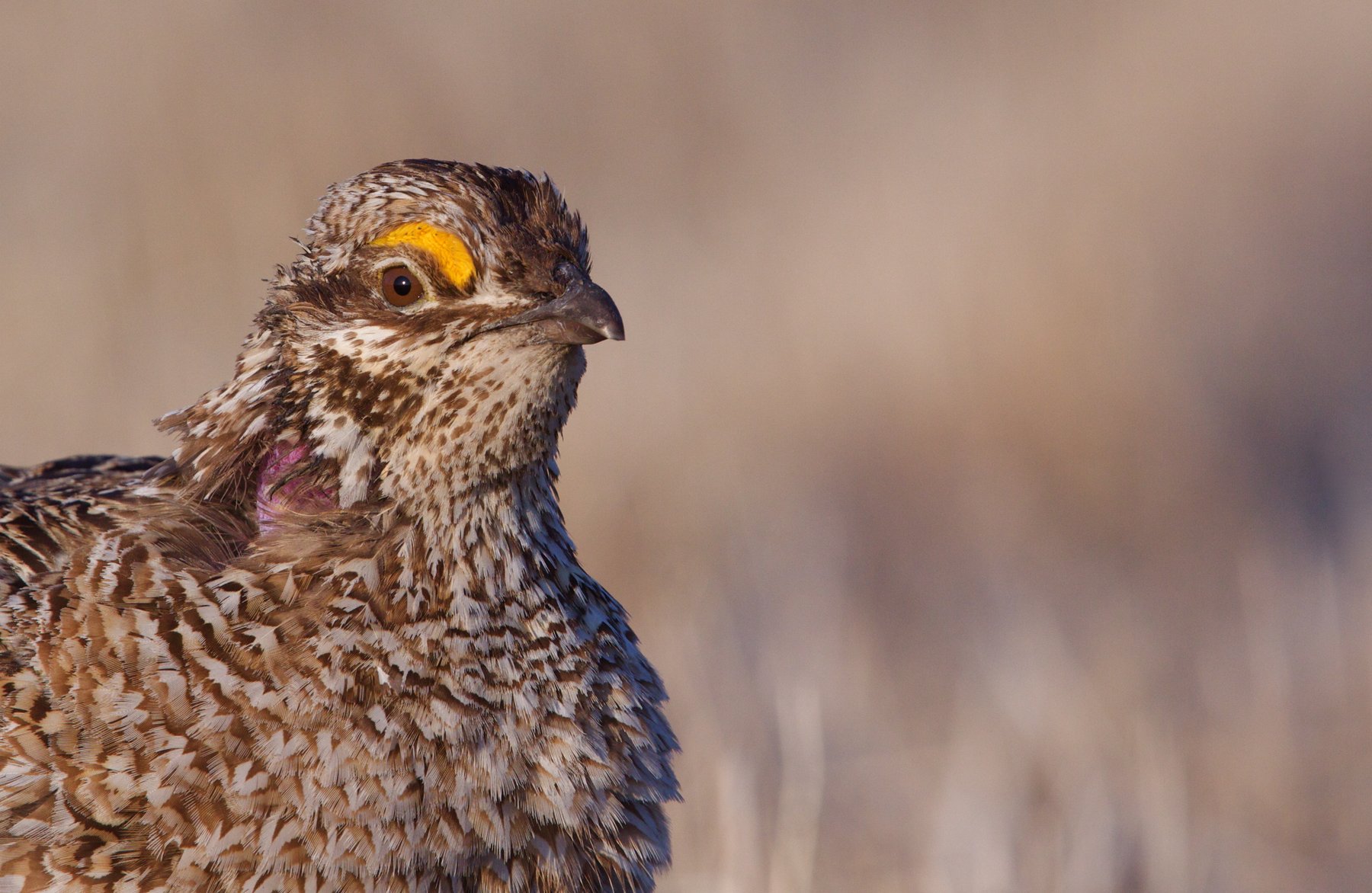 Upland Hunting: 3 Popular Species and How to Find Them