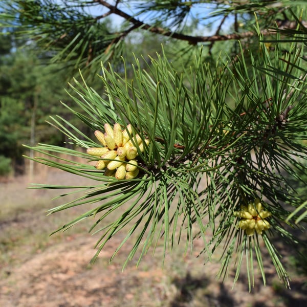 Shortleaf Pine: Where the Wildlife Is