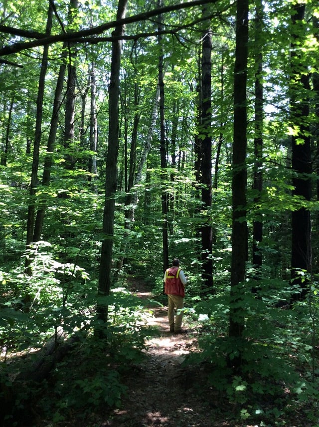 Why Work With a Forester