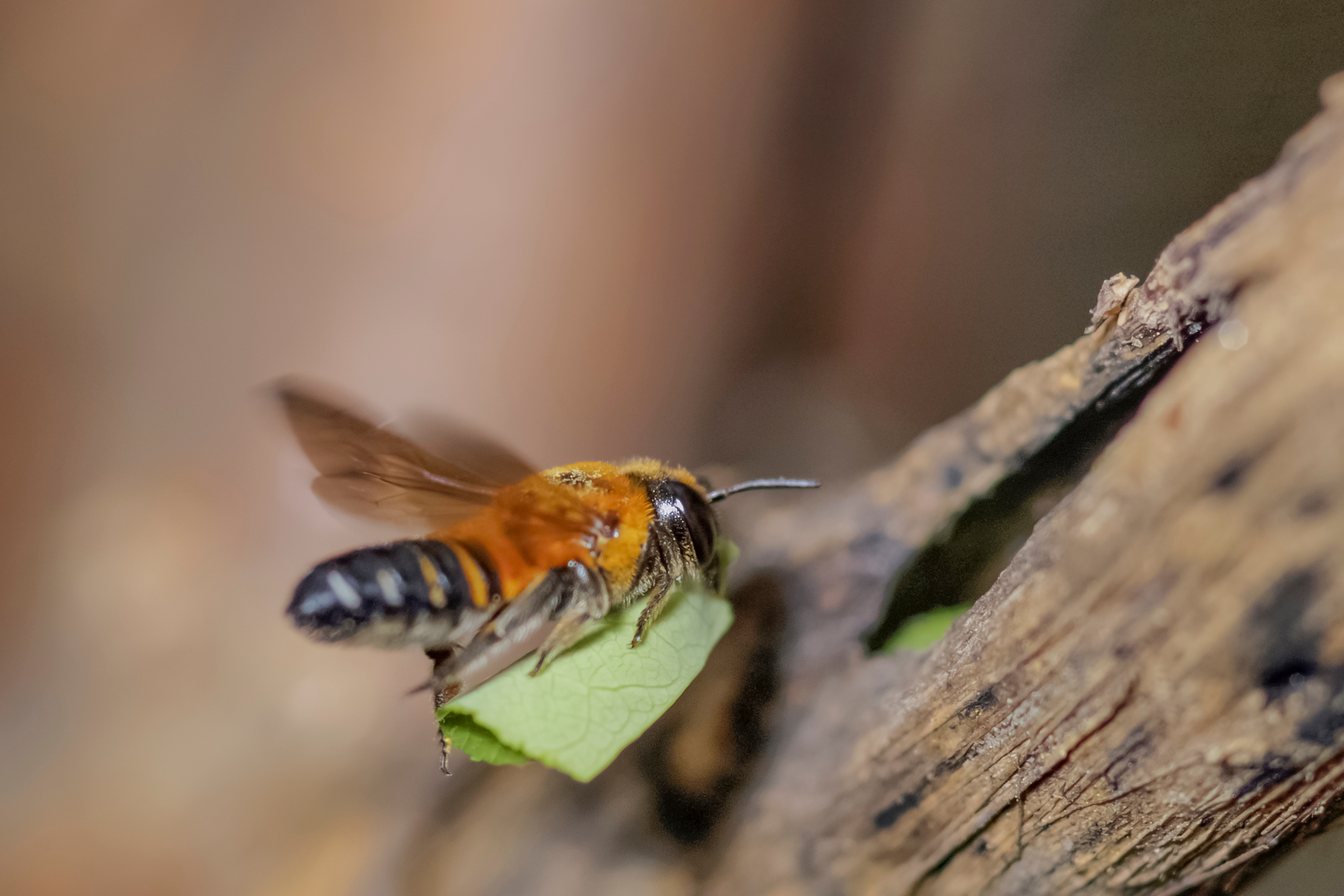 Bees: Their Amazing World, and the Role they Play in our Forests